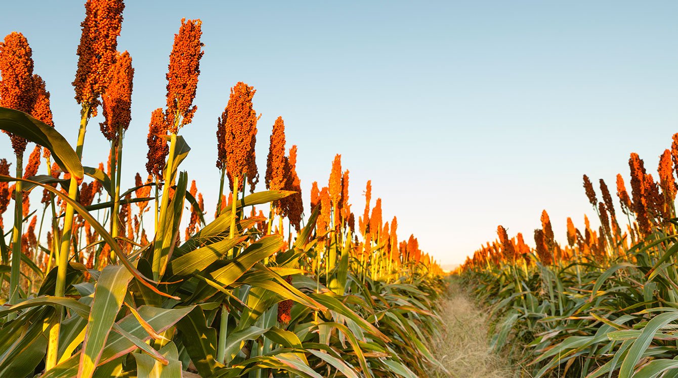 Plus de surfaces. Plus de rendements ! Le sorgho poursuit sa ...