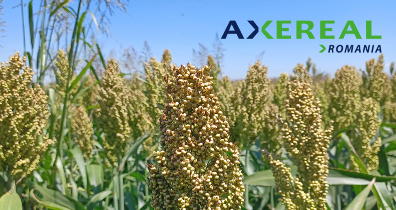 Axéréal Romania: a Branch Focused on Sorghum - Sorghum ID