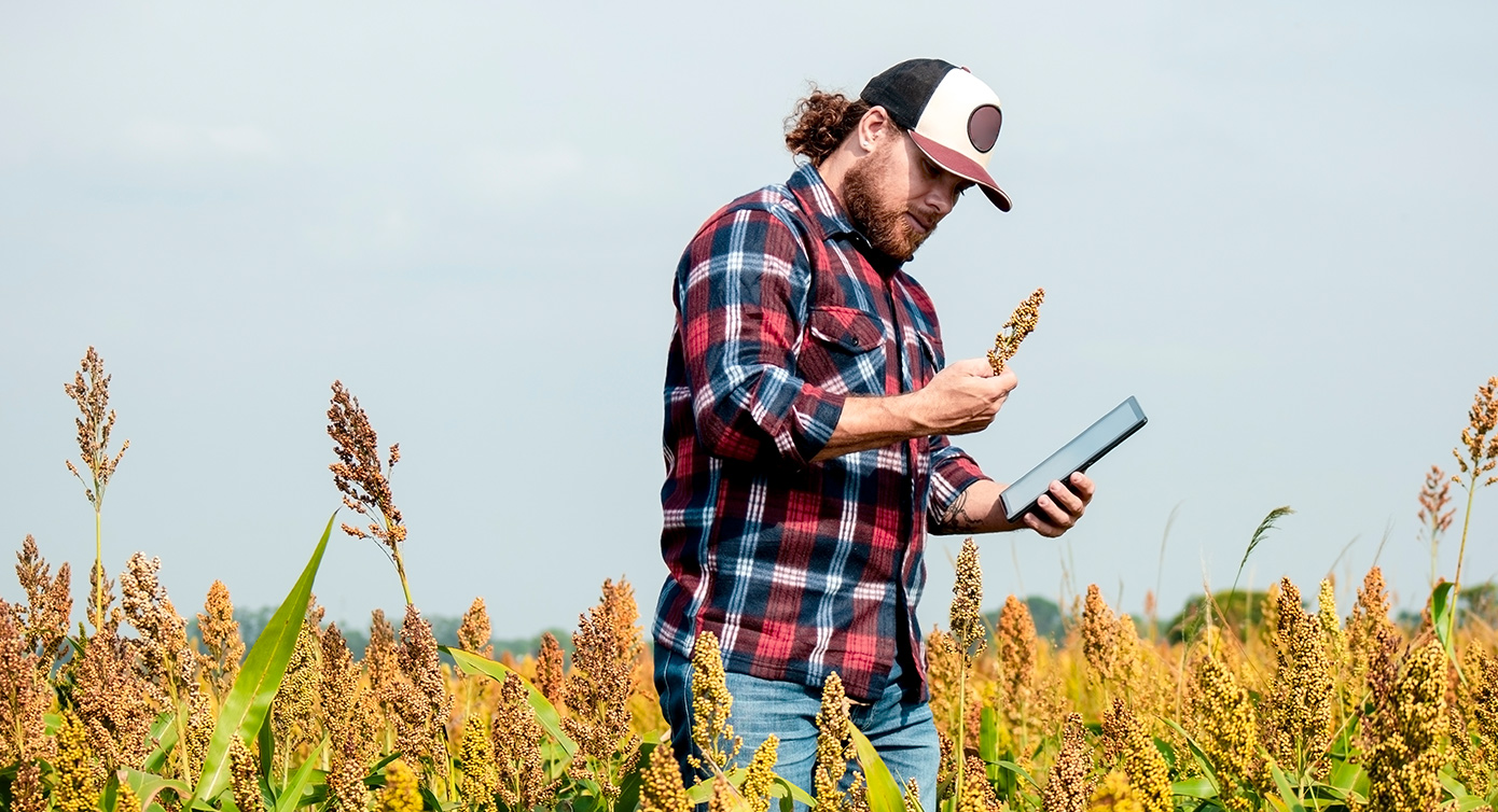 Francia. Un vistazo a un año atípico para el sorgo - Sorghum ID