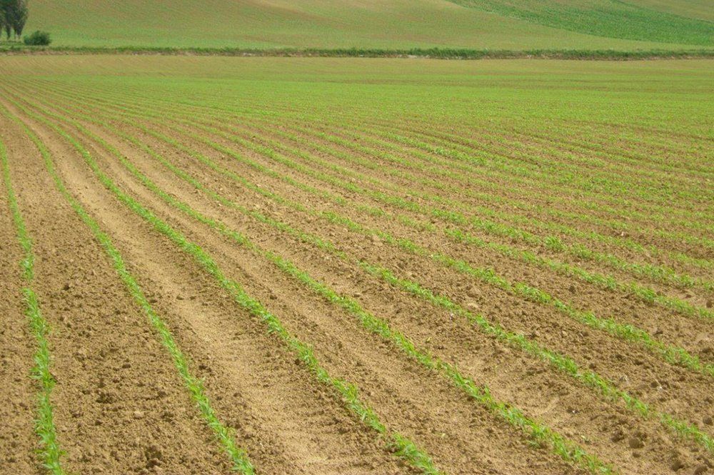 Una semina efficace. - Sorghum ID