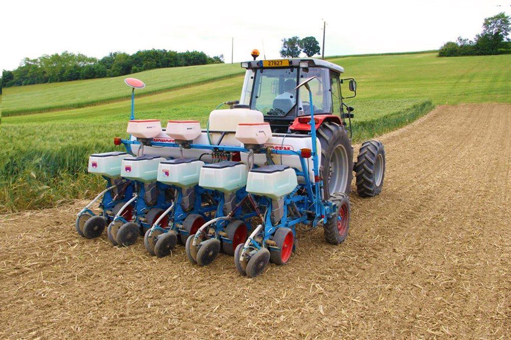 Successfulseed sowing. - Sorghum ID